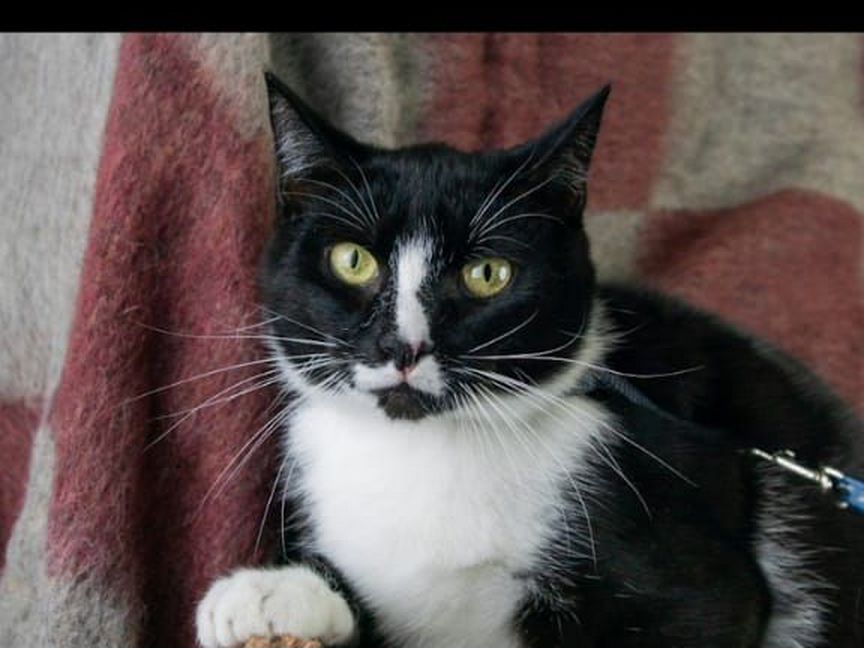Котик в добрые руки