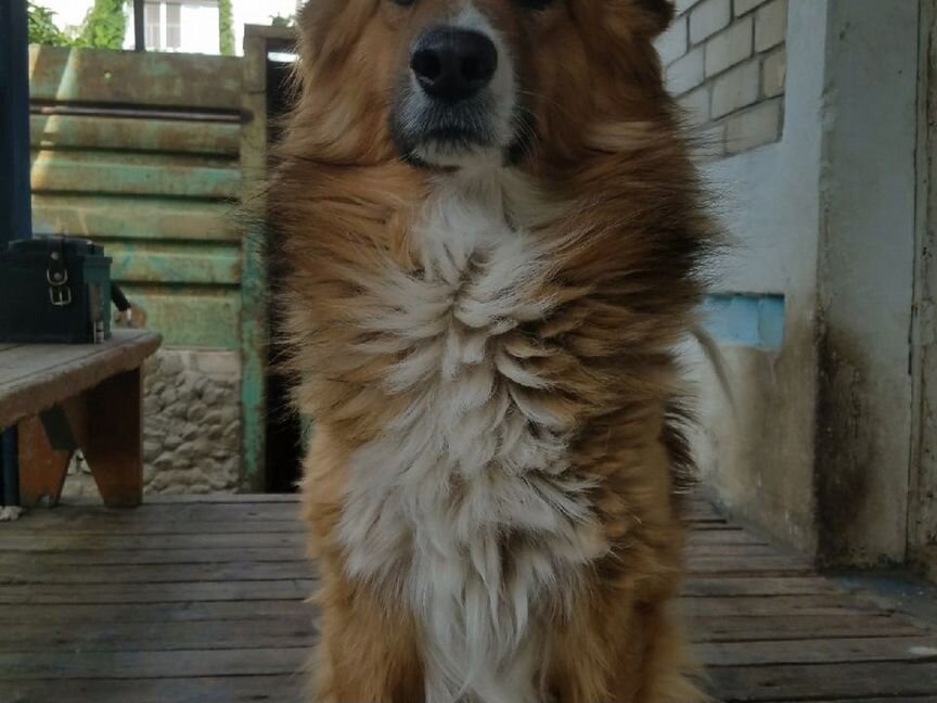 Собаки бесплатно в добрые руки