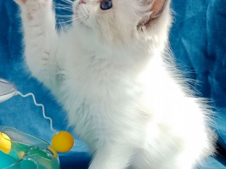 Котята регдолл