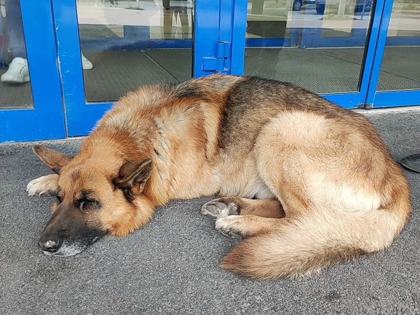 Помогите пристроить собаку