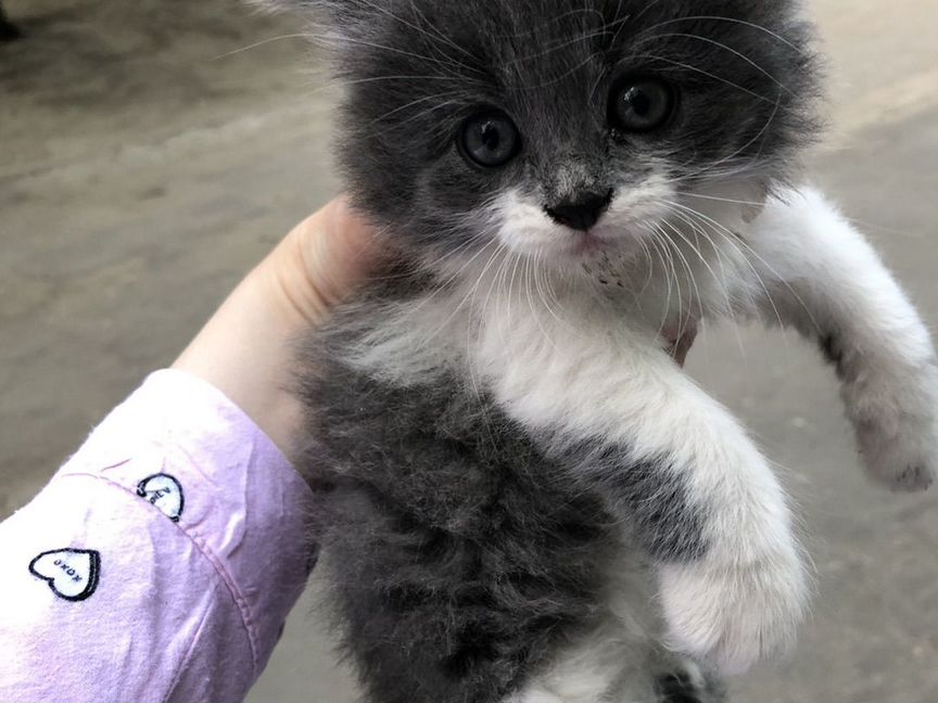 Сладкая булочка ищет дом