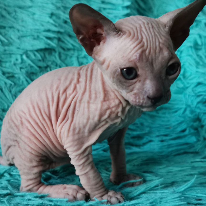 Донской сфинкс котёнок