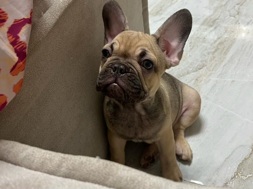 Щенок Францезский бульдог девочка соболь