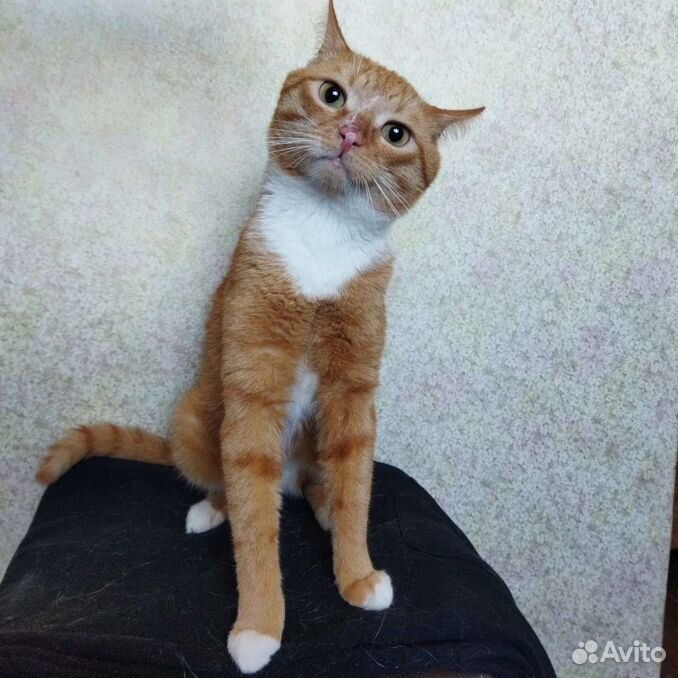 Кот Виски