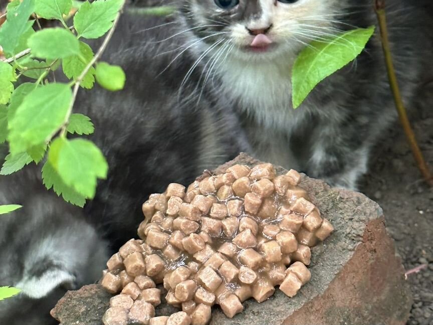 Котята 1 месяц рыжий белый черный серый