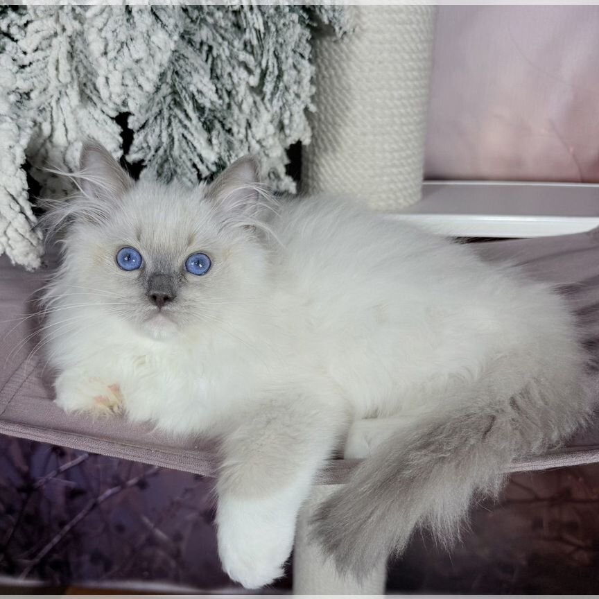 Рэгдолл котёнок