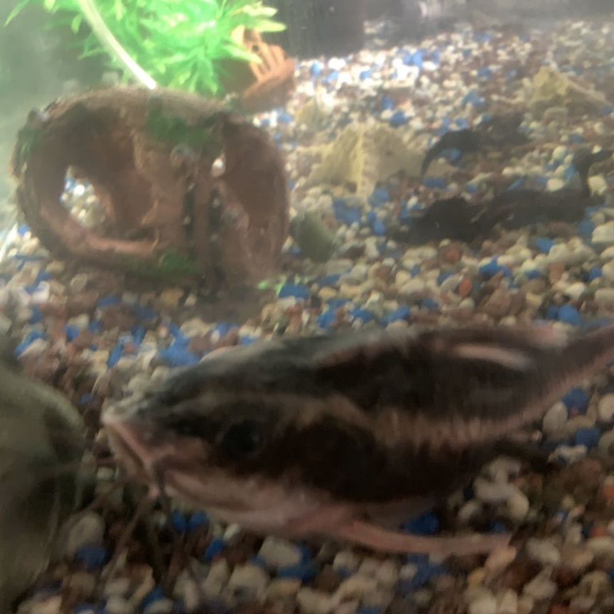 Отдам бесплатно рыбки