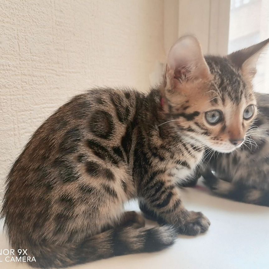 Бенгальская кошечка 2мес