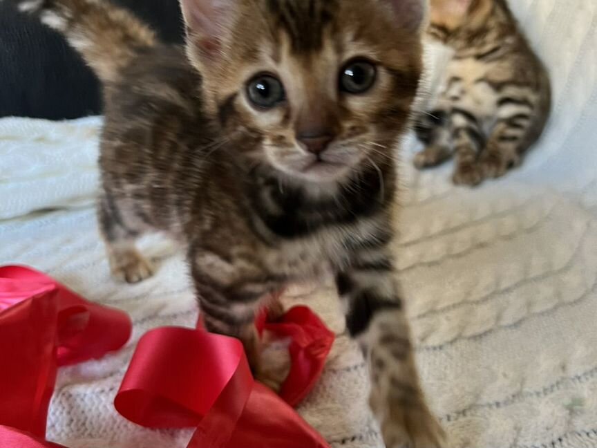 Бенгальские котята от клубных родителей
