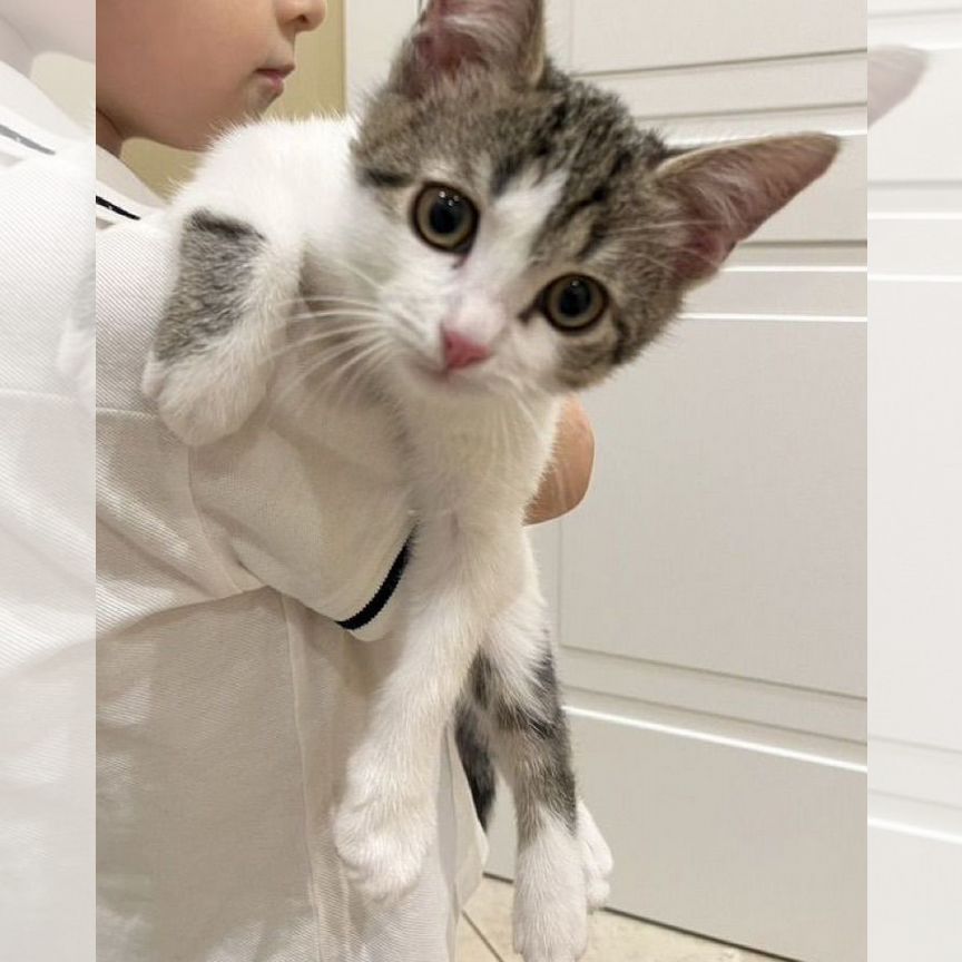 Котенок мальчик бесплатно
