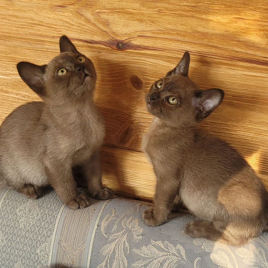 Бурманские котята