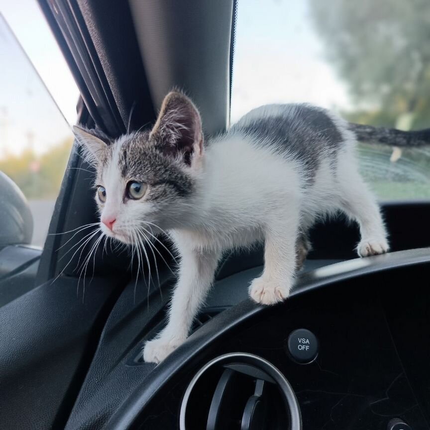 Забава Путятишна в добрые руки