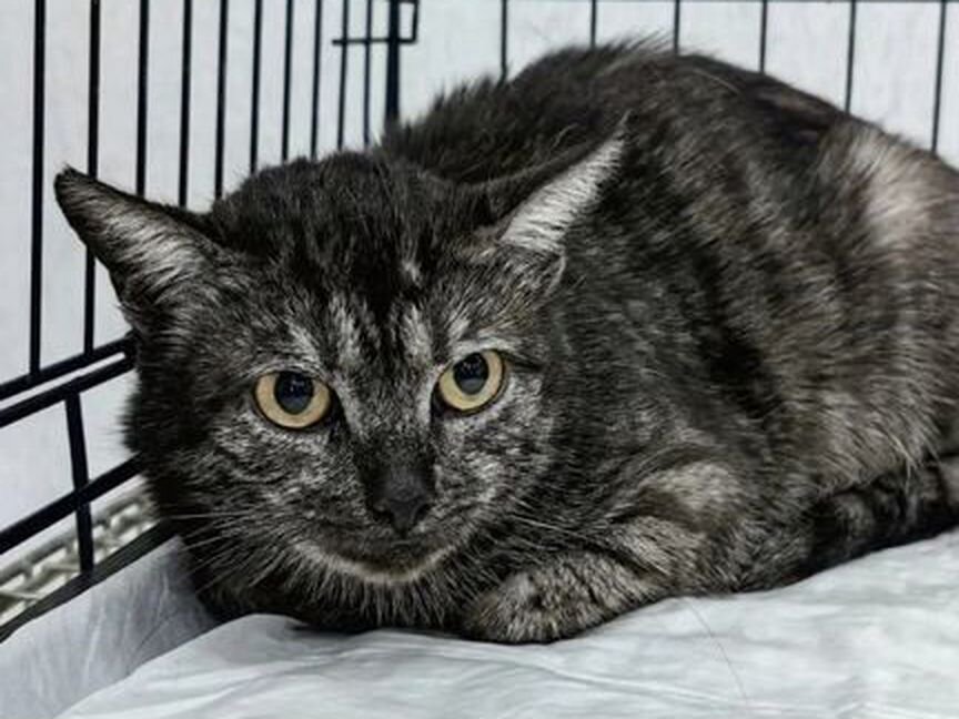 Кошка "черный тигр" в добрые руки