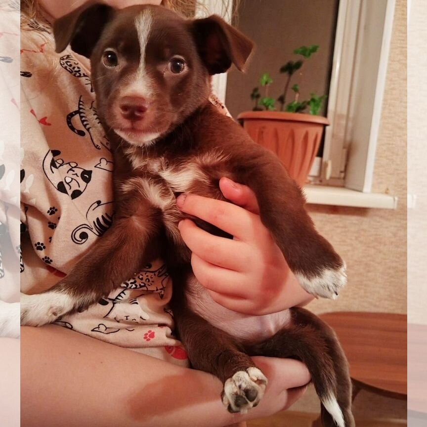 Тойтерьер