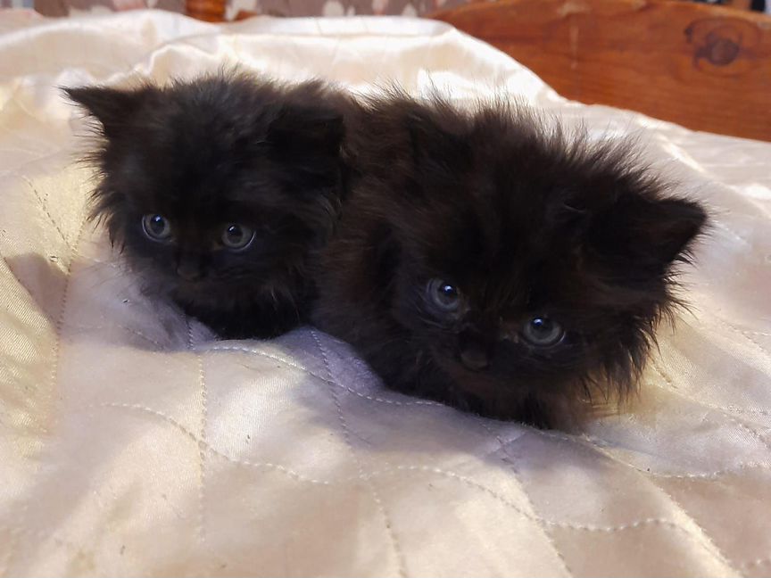 Котята в добрые руки бесплатно