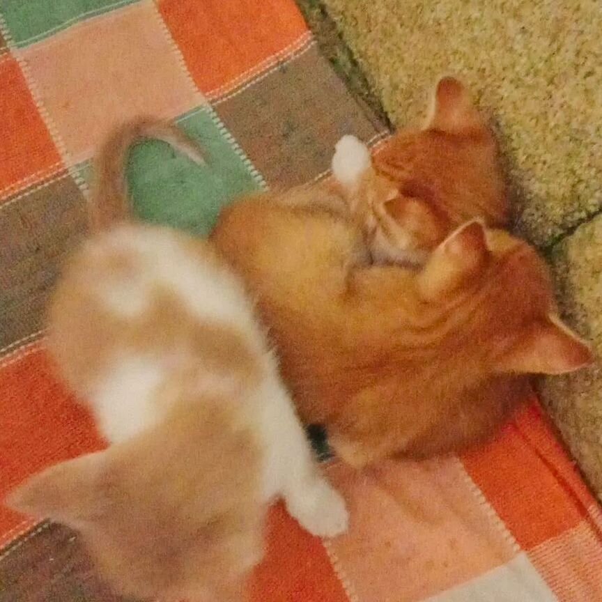 Отдам котят в добрые руки