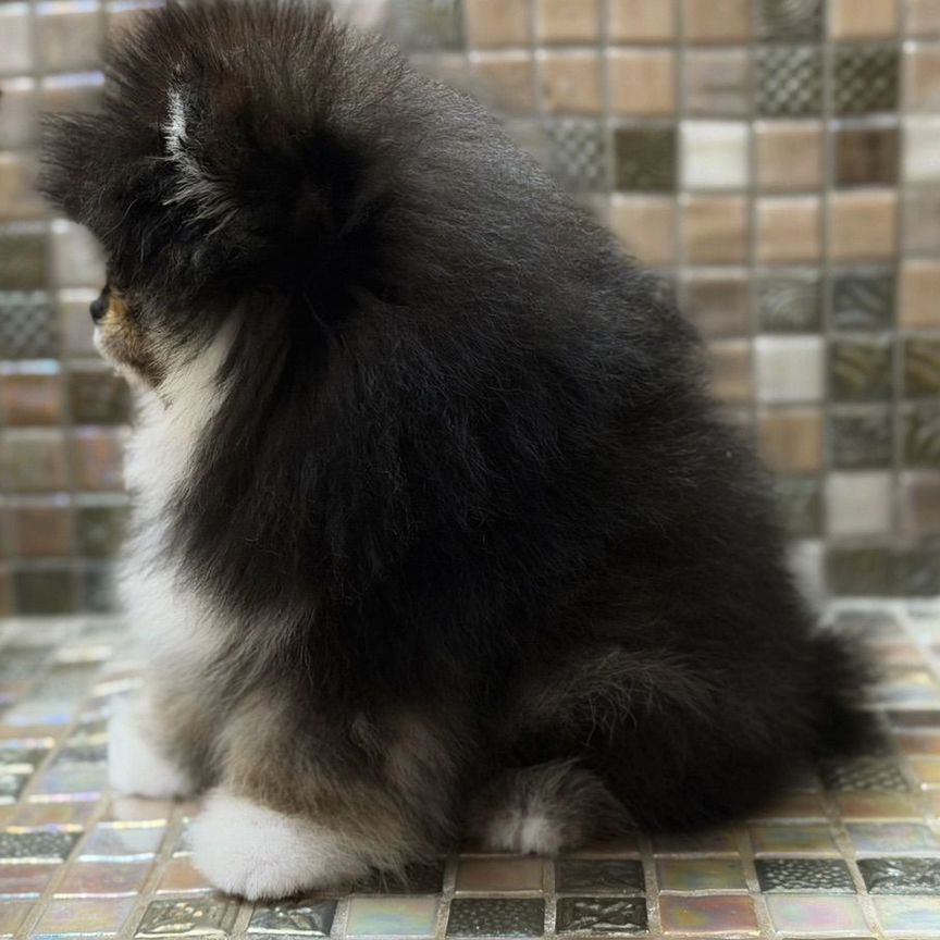 Померанский шпиц, щенок