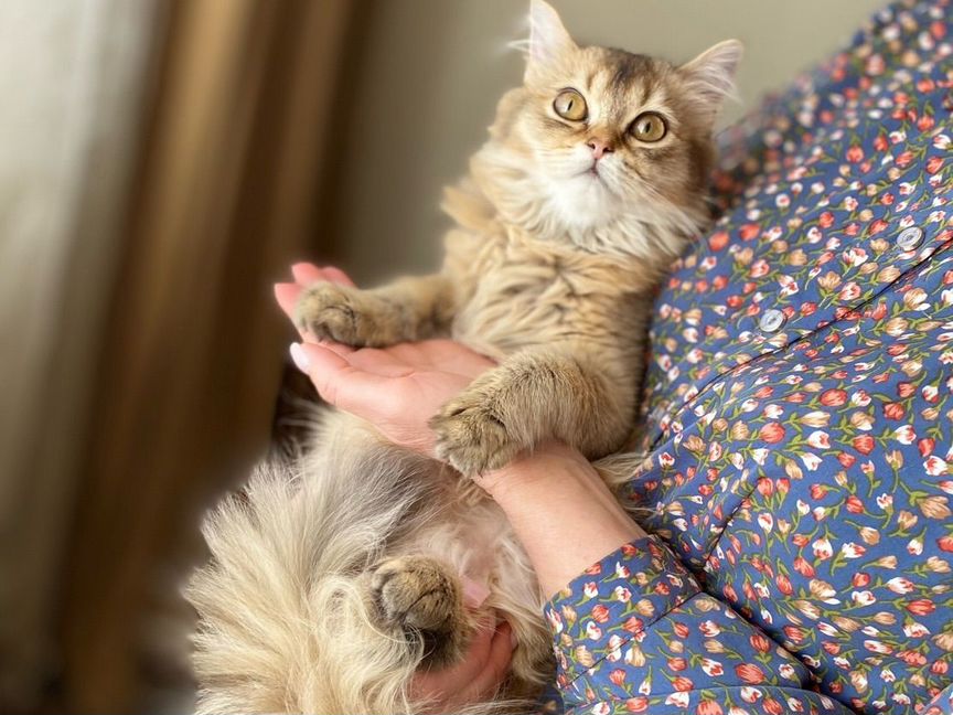 Малышка Стеша