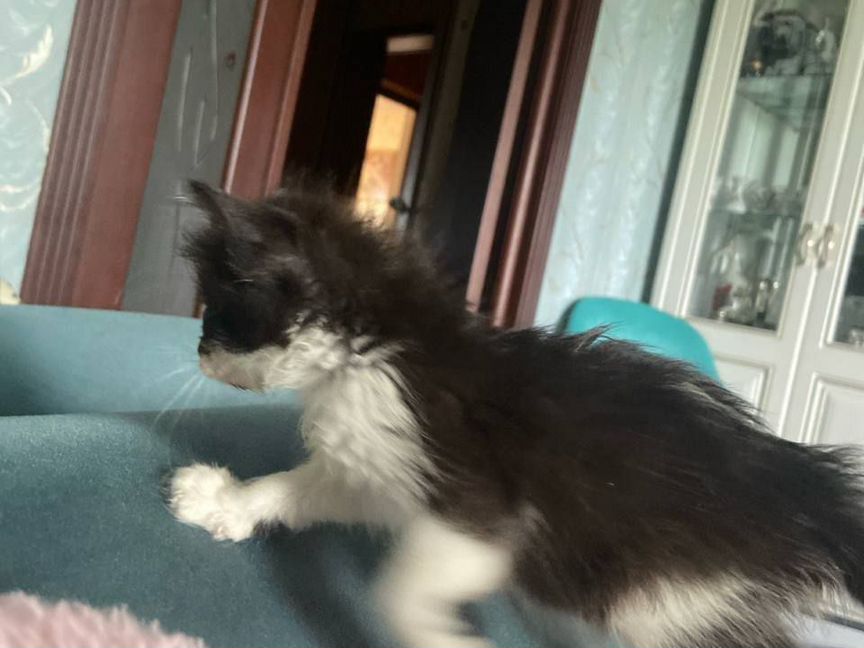 Котик