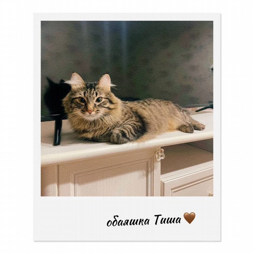 Кот Тиша 1,5 года ищет дом