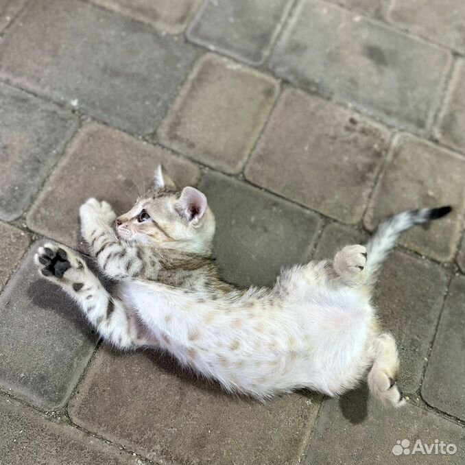 Бенгальская кошка серебрянный окрас