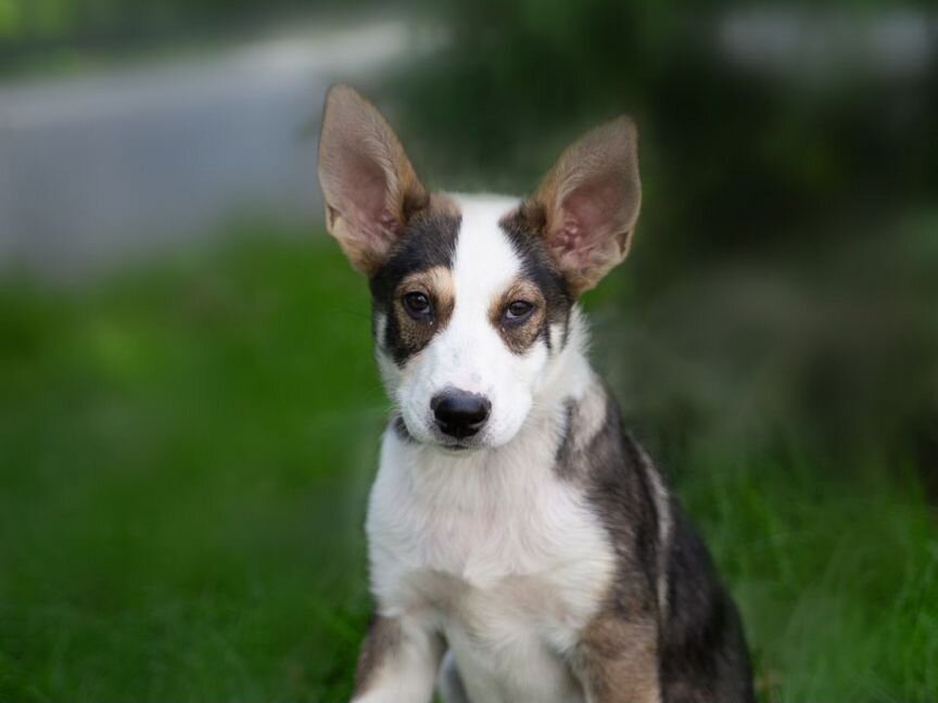 Щенок мальчик отдаётся в добрые руки бесплатно