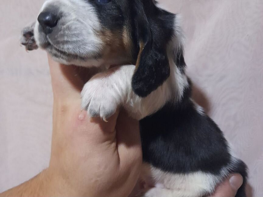 Бассет Хаунд мальчики для бронирования