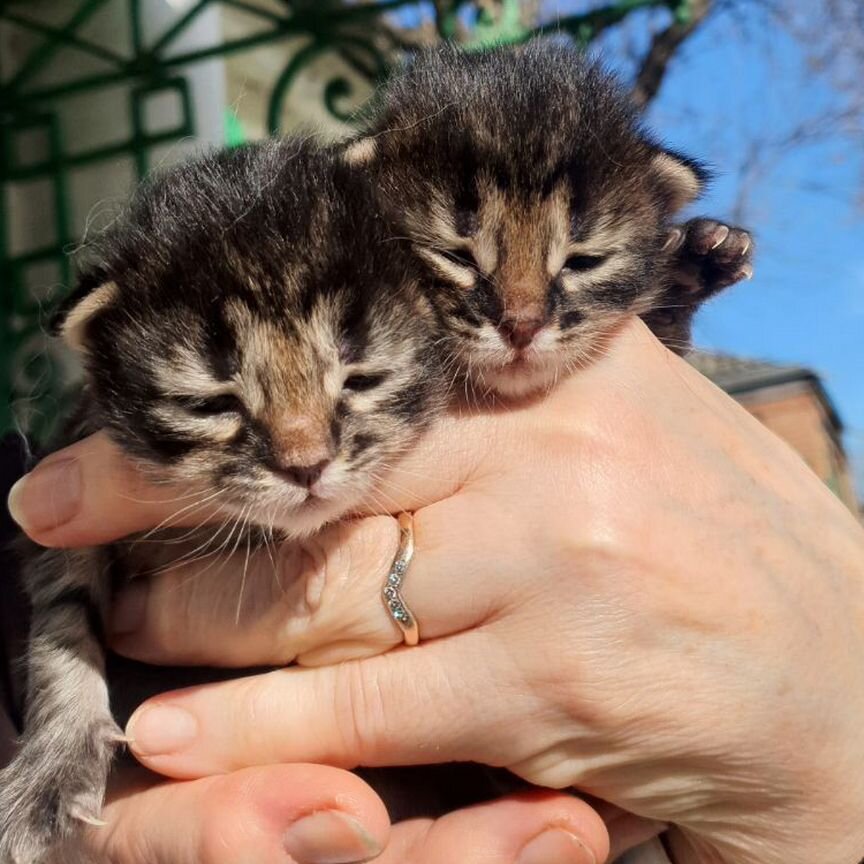 Котята коты кошки В добрые руки