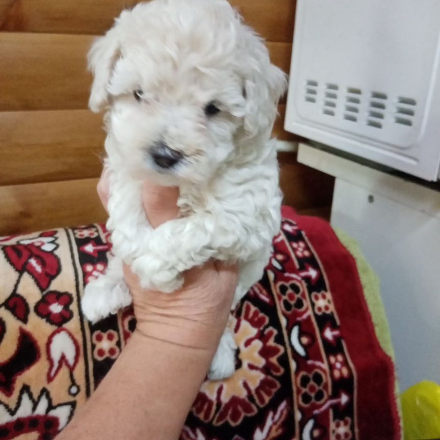 Тоичка пудель девочка