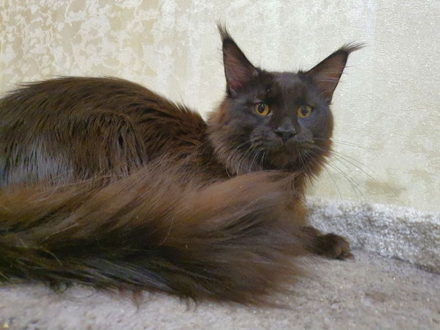 Мейн-кун кот 8 месяцев