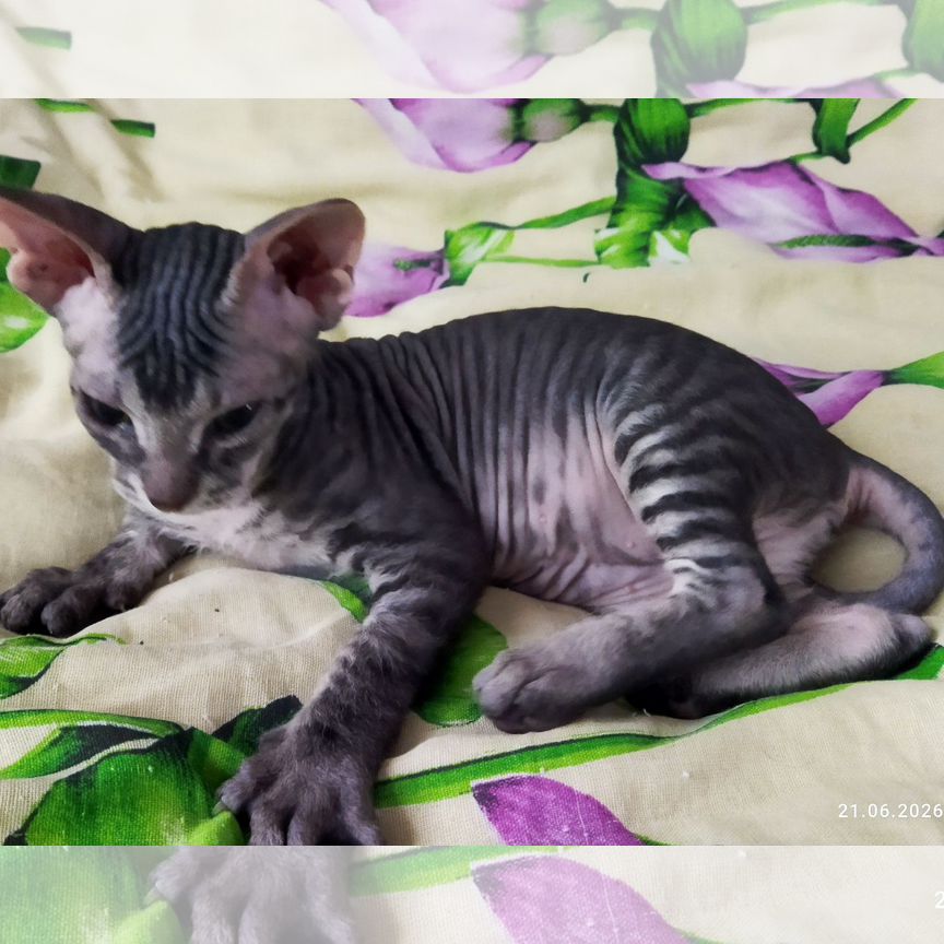 Донской сфинкс котёнок