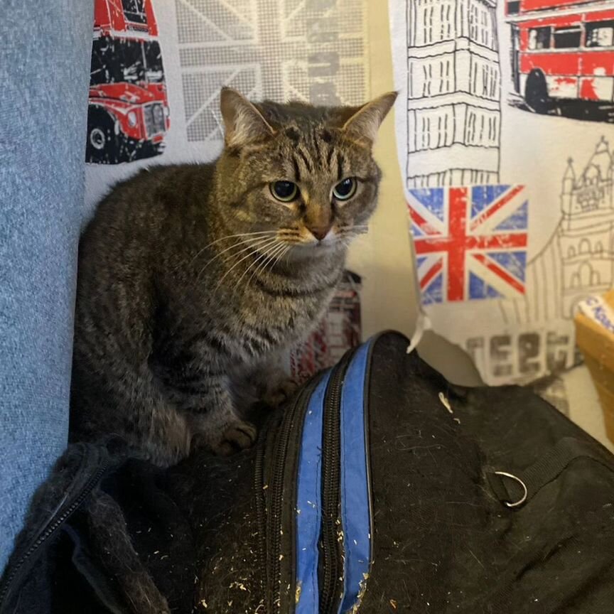 Ищем дом для Бэллочки, новогоднее чудо где ты