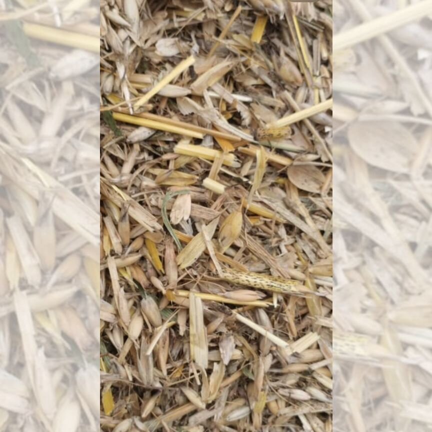 Зерноотходы овса, гороха, ячменя