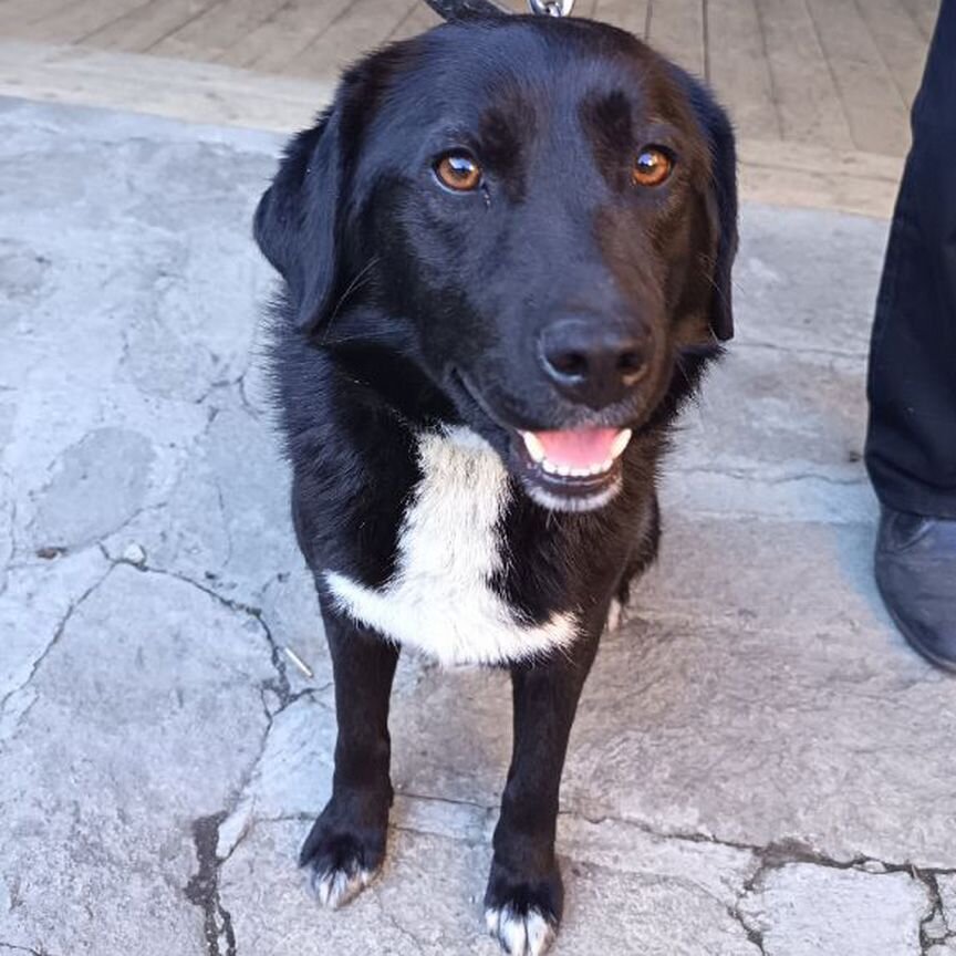 Взрослая собака в добрые руки