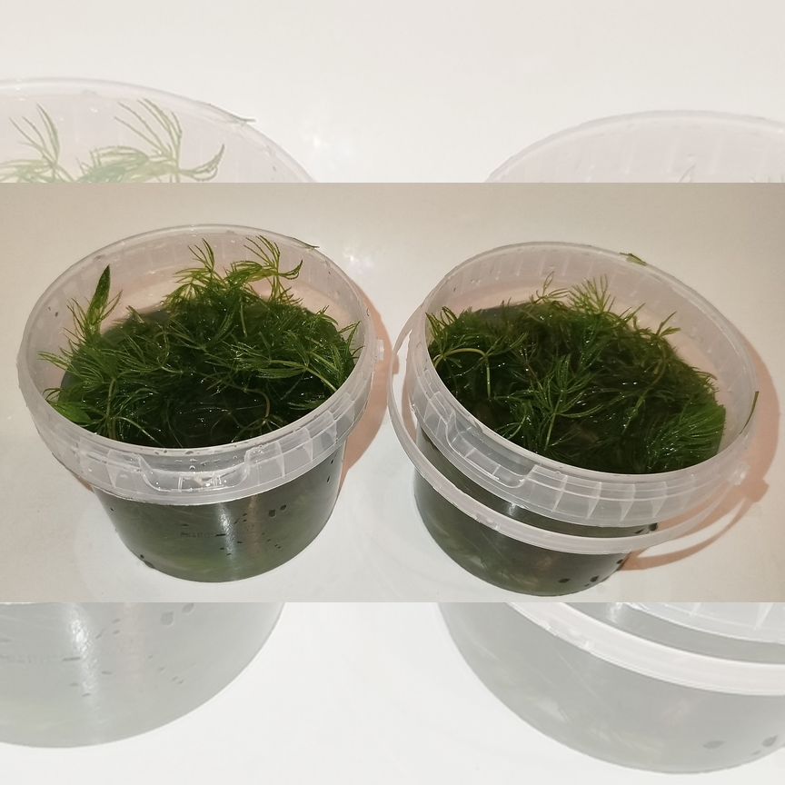 Роголистник