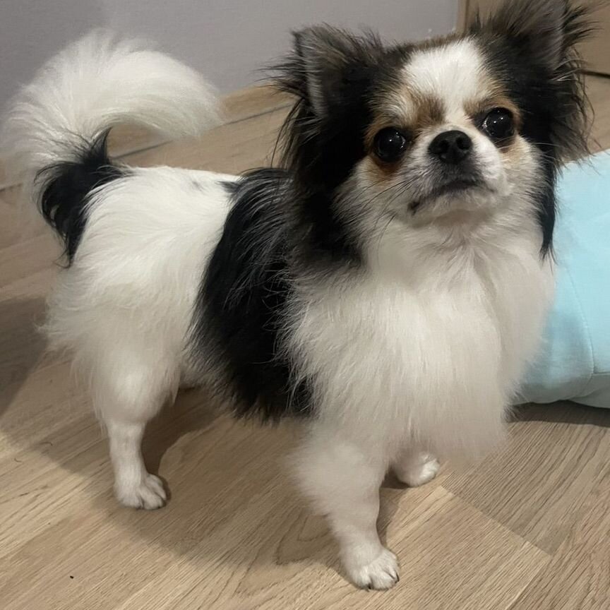 Случка чихуахуа