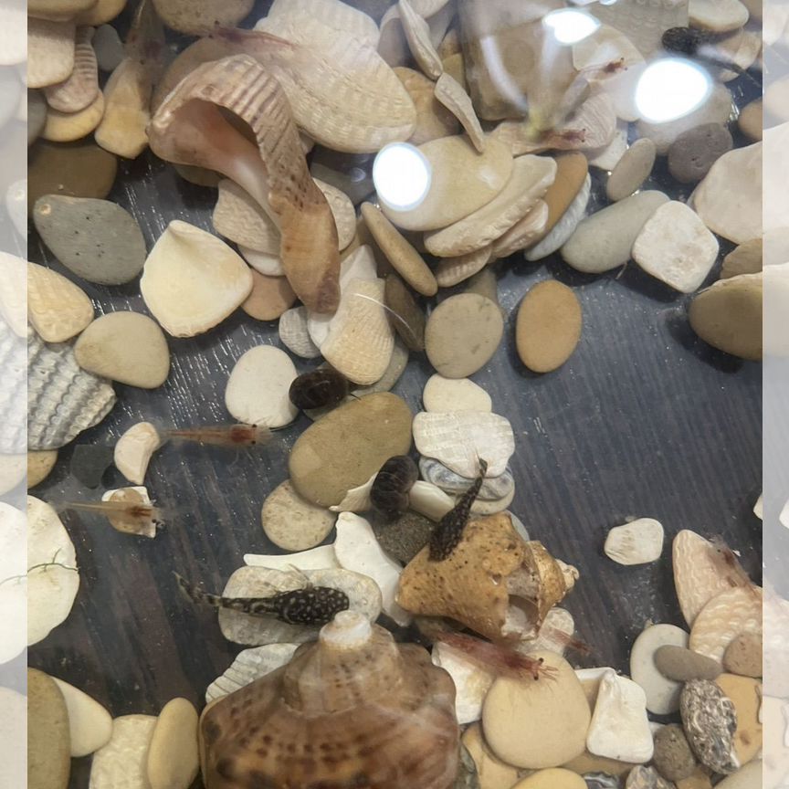 Продам сомиков аквариумных