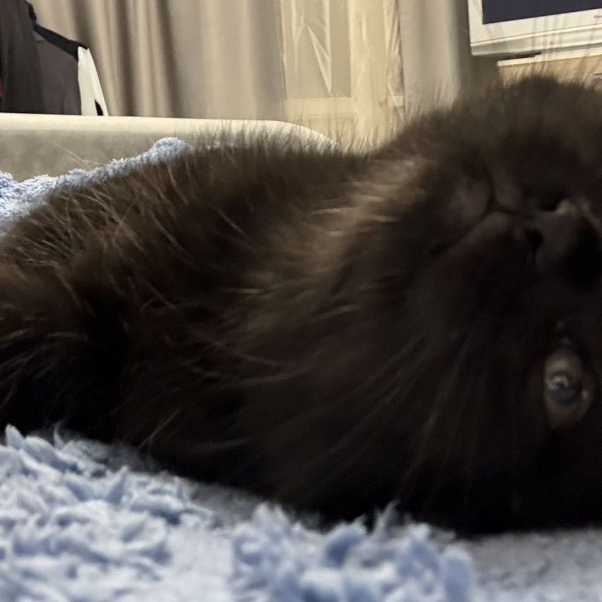 Шотландский вислоухий длинношёрстный котёнок