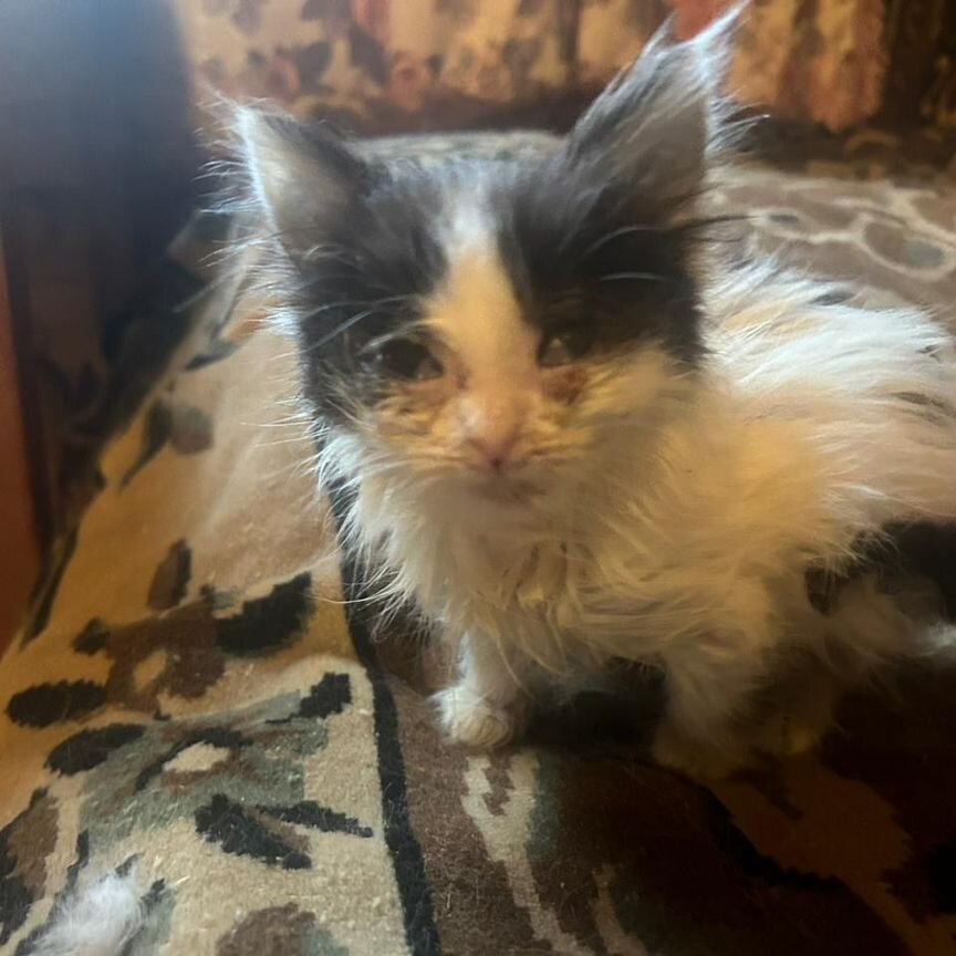 Котенок с ладошку с гноящимися глазками ищет дом