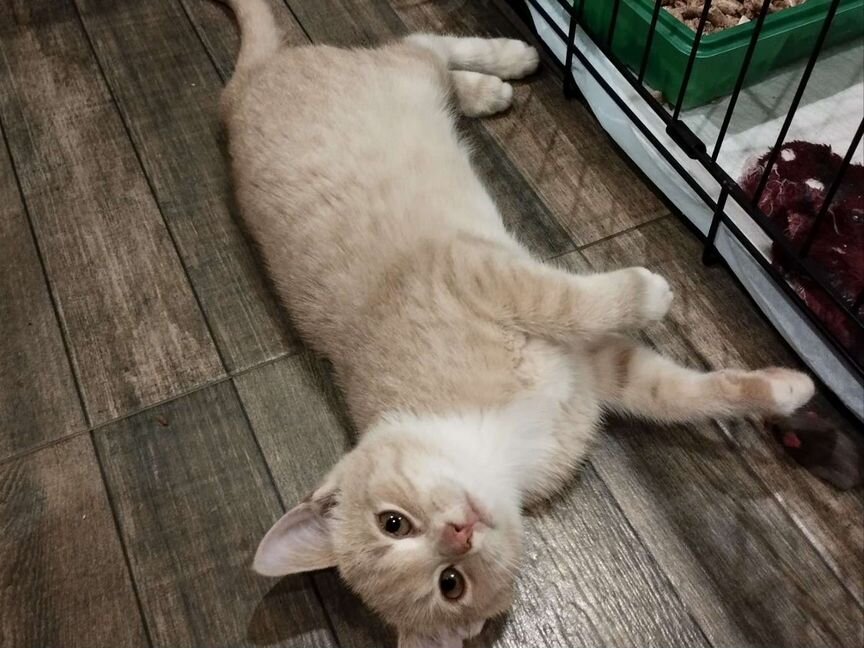 Кошечка в добрые руки