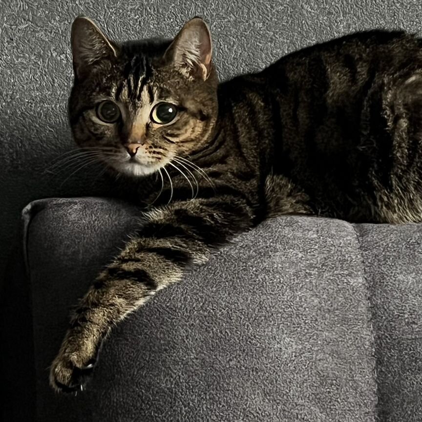 Взрослая, кошка в добрые руки