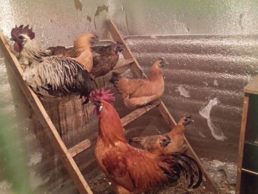 Куры лакеданзи