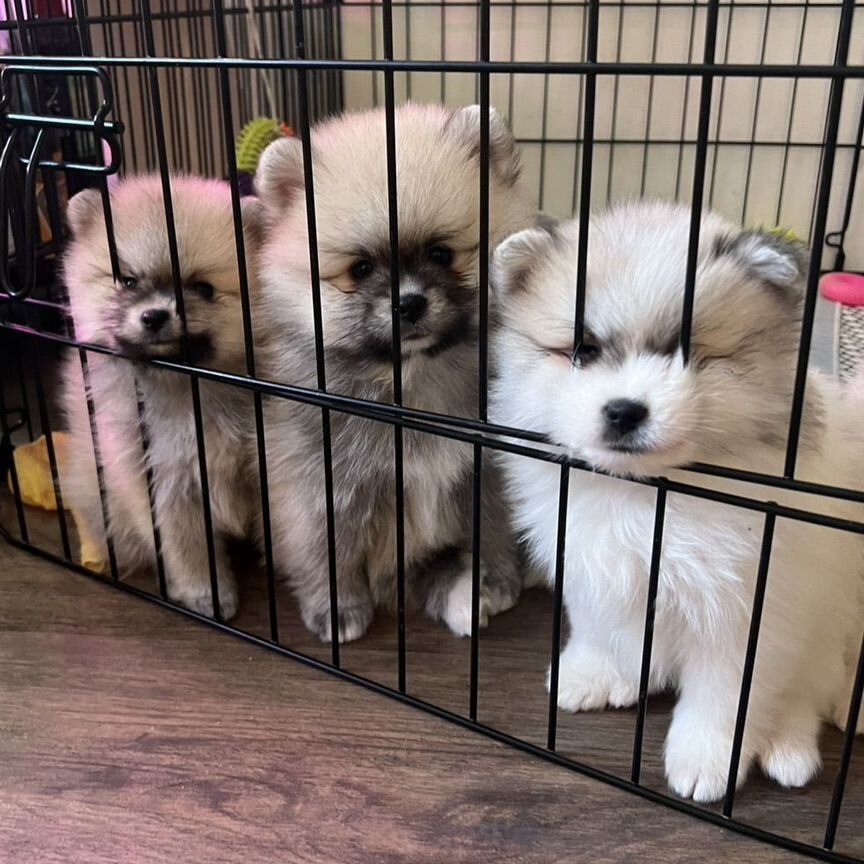 Померанский шпиц, щенок