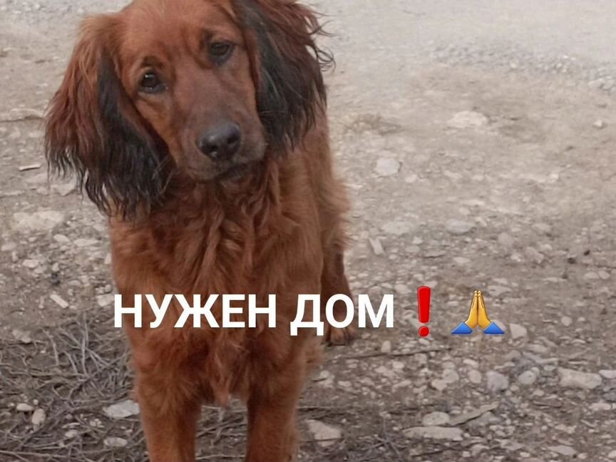 Фенотип сеттера и спаниеля ждёт хозяев