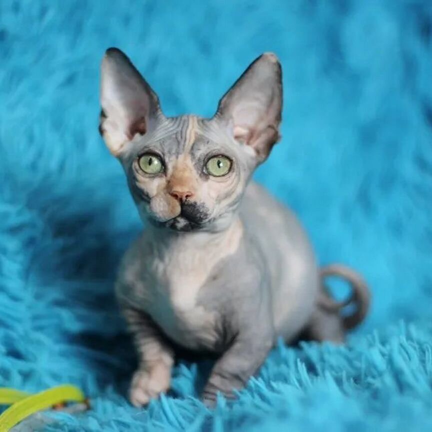 Девочка бамбино