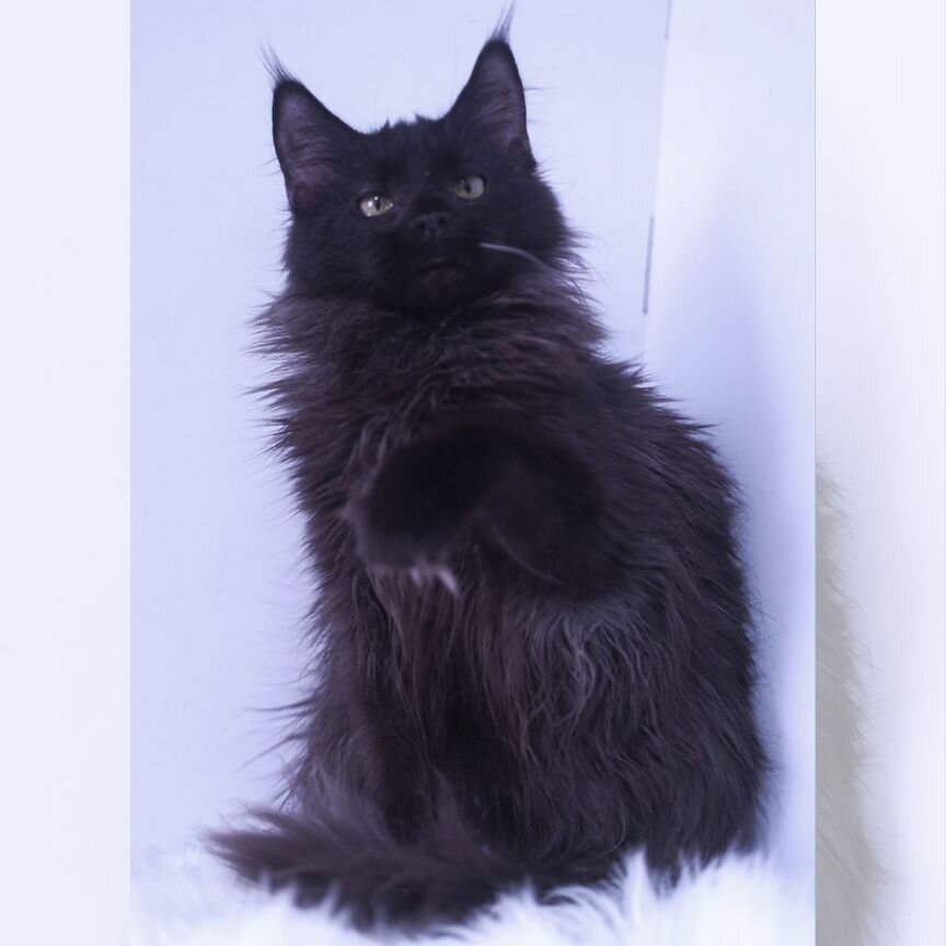 Мейн-кун котёнок