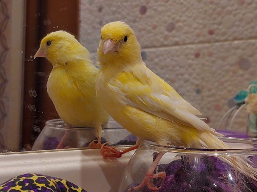 Канарейка девочка