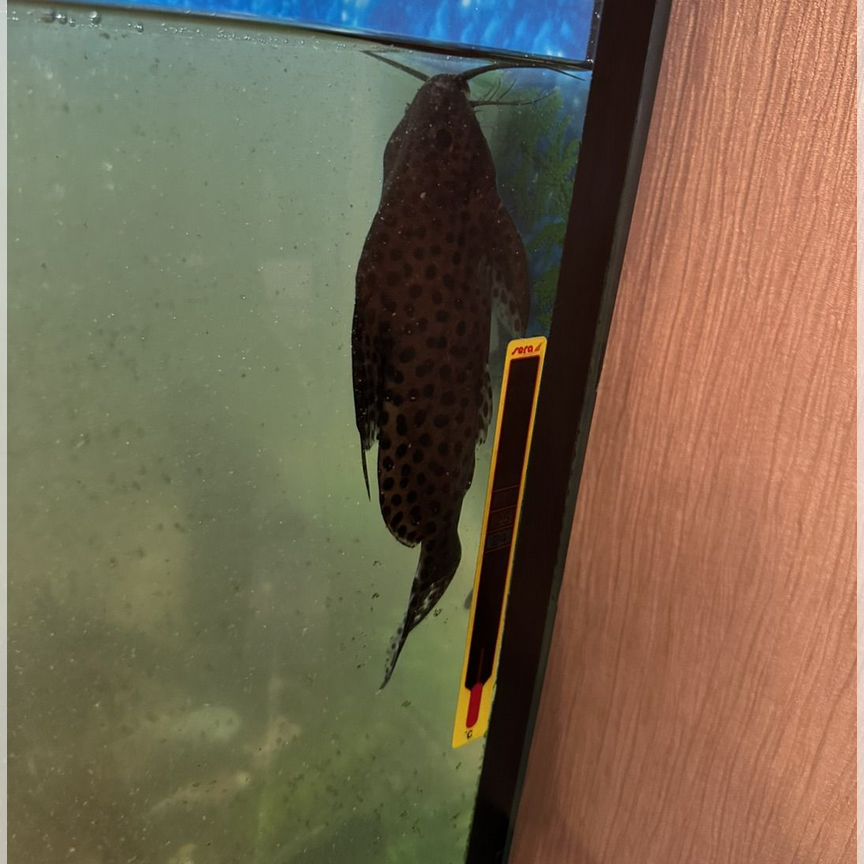 Синодонтис сом перевуртыш