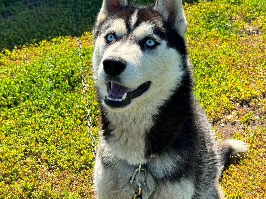 Молодой Хасеныш