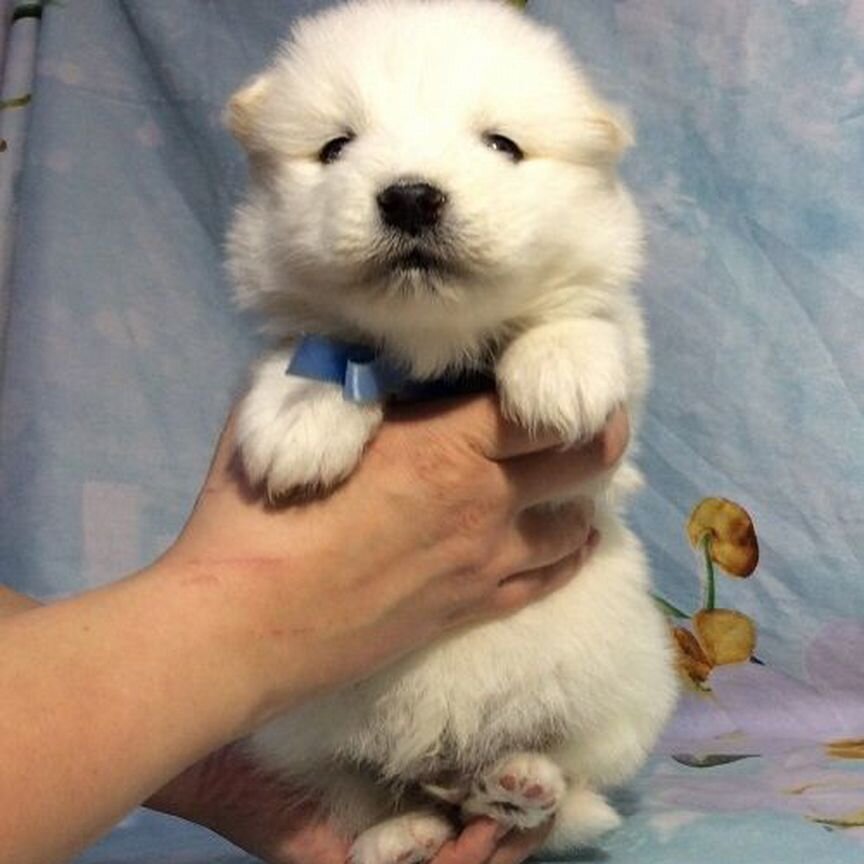 Чудесные щенята самоедики